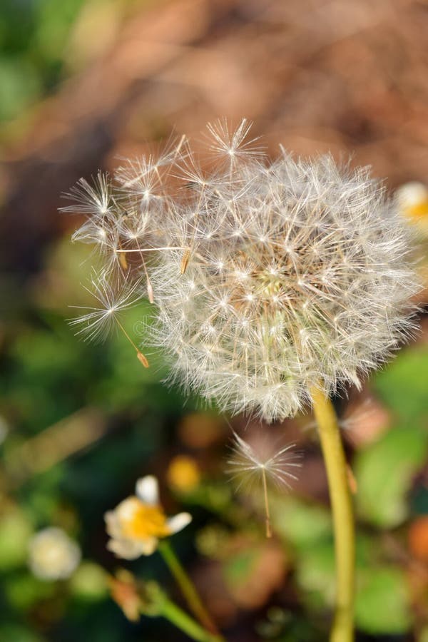 Flying dandelion fruits stock image. Image of flying - 84938775