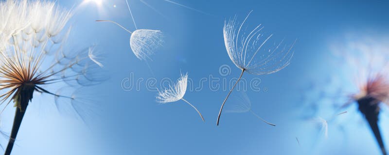 Flying Dandelion Seeds on a Blue Background Stock Illustration ...