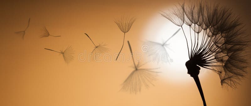 Flying Dandelion Seeds stock photo. Image of nature, light - 6315788