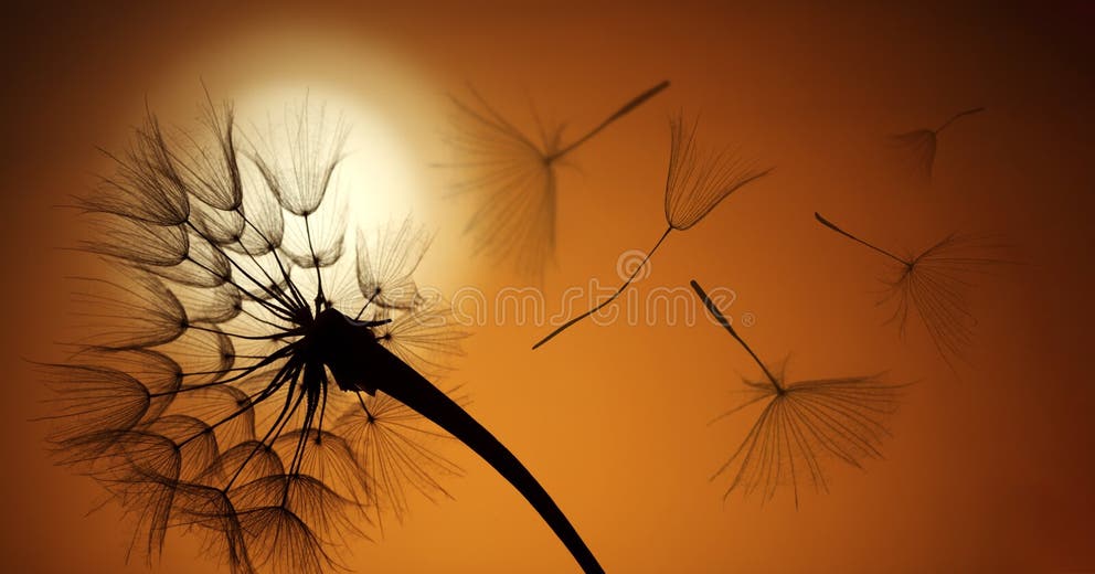 12,824 Dandelion Sunset Stock Photos - Free & Royalty-Free Stock Photos ...