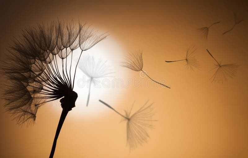 Flying Dandelion Seeds stock photo. Image of nature, light - 6315788