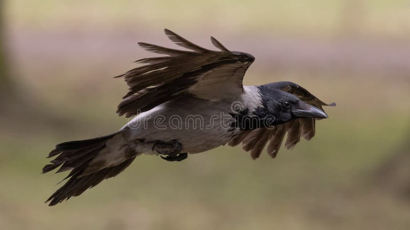 Dark Crow Flying from Smoke Isolated on White Stock Photo - Image of ...