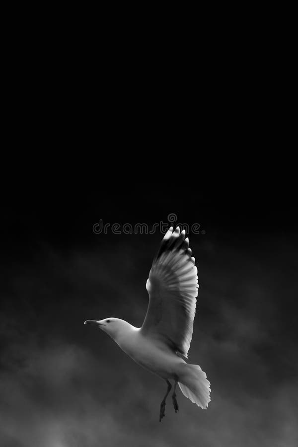 Flying in the dark stock image. Image of nature, clouds - 53070419