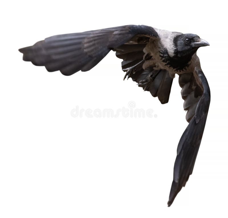 Flying Direct Dark Grey Crow with Large Black Wings Stock Image - Image ...
