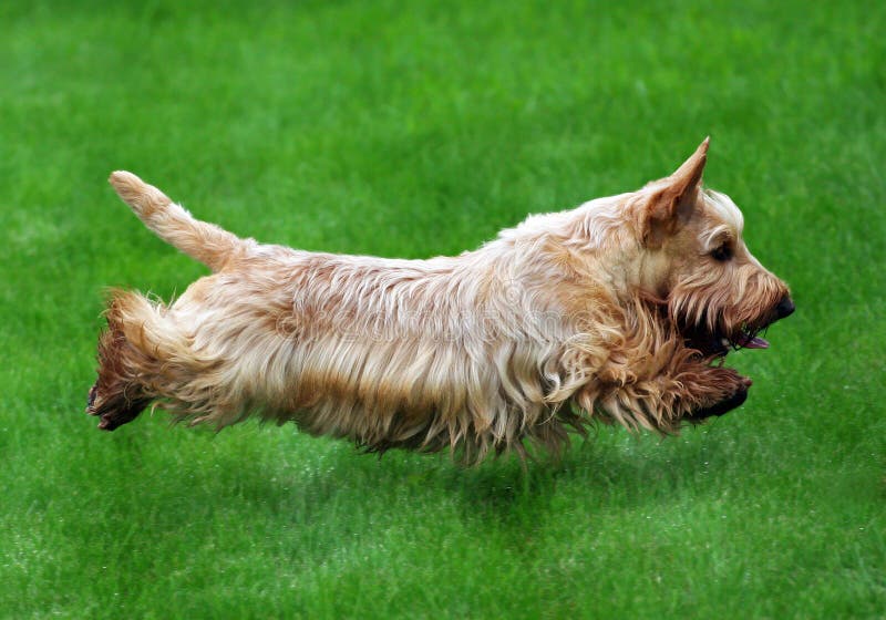 Flying dog stock image. Image of playful, action, animals - 10652835