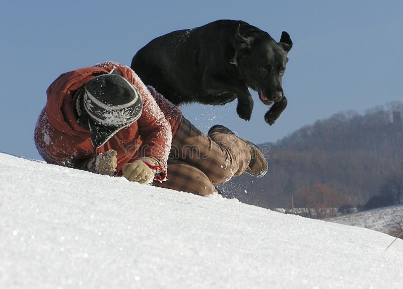 Flying dog stock image. Image of quick, friend, freeze - 1967963