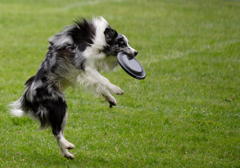 66+ Flying dog Free Stock Photos - StockFreeImages