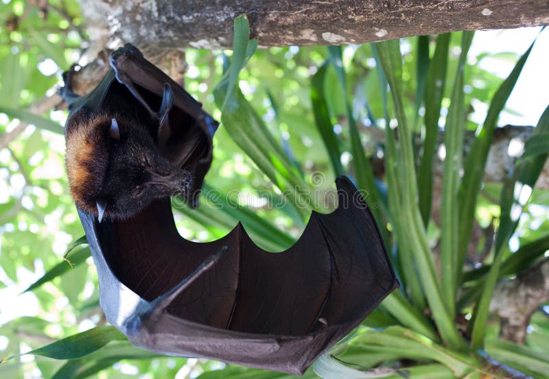 Flying dog stock photo. Image of asia, tropical, outdoor - 27147118