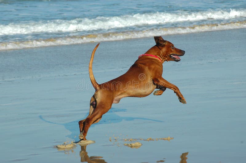 Flying dog stock photo. Image of africa, animals, enjoying - 2759602