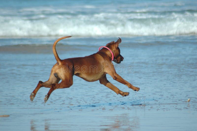 Flying dog stock image. Image of action, enjoying, african - 2920215