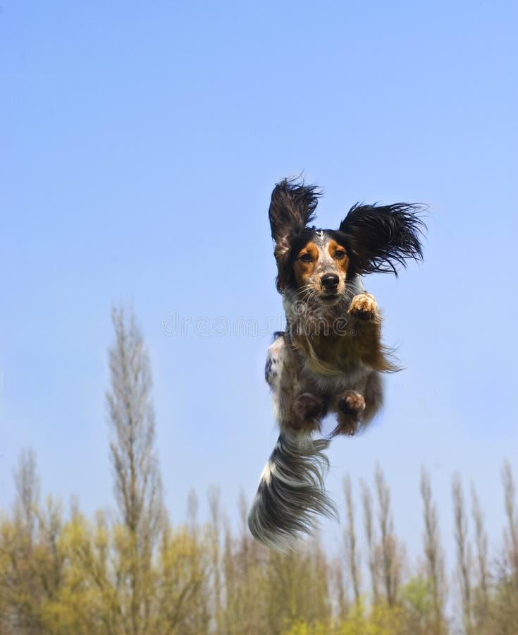 A flying dog! stock image. Image of life, happy, excited - 8818425