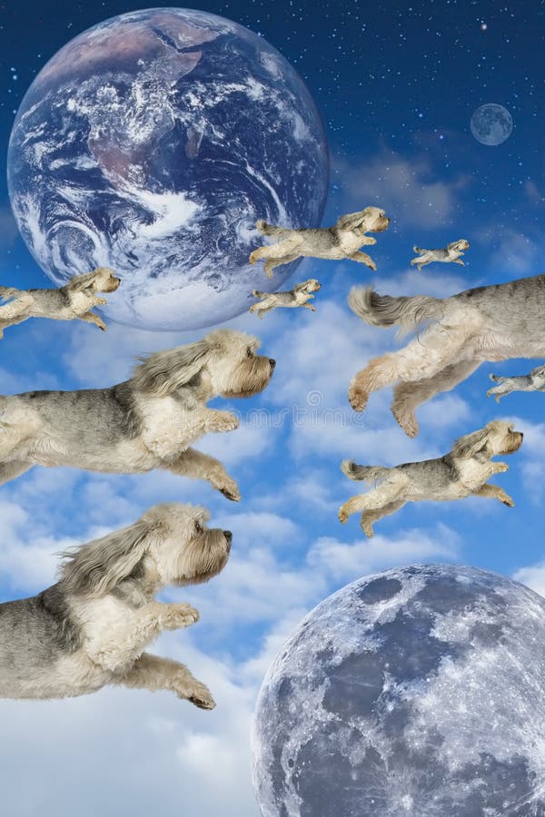 Flying Dogs stock photo. Image of earth, exploration, blue - 2357488