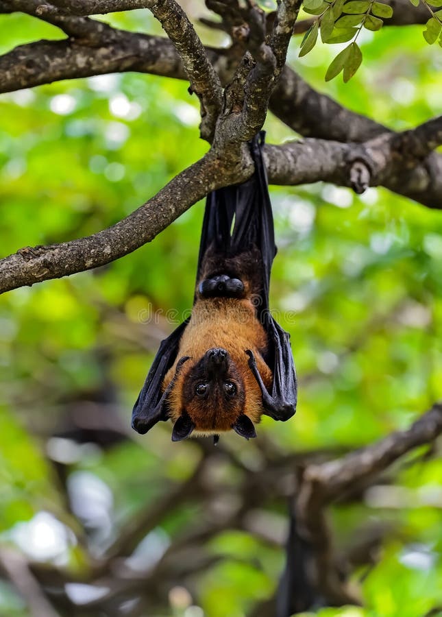 Flying Dogs stock photo. Image of earth, exploration, blue - 2357488