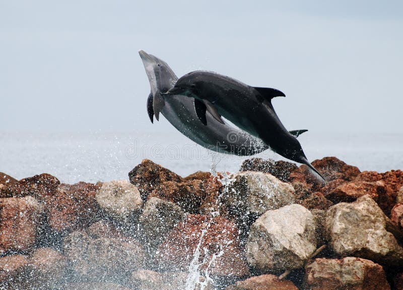 Flying Dolphins stock photo. Image of marine, jumping - 9574048