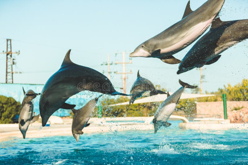 Performing Dolphins stock photo. Image of show, jump - 14222322