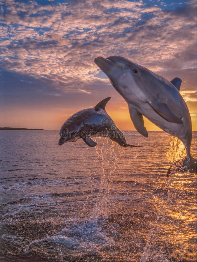 Flying dolphins stock image. Image of seal, bird, underwater - 333402555