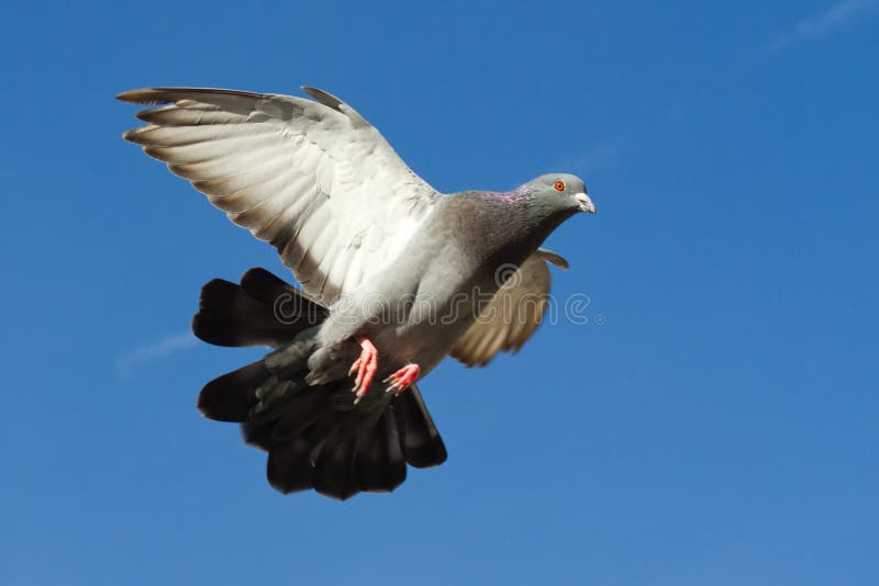Flying dove stock photo. Image of nature, wildlife, view - 24430636