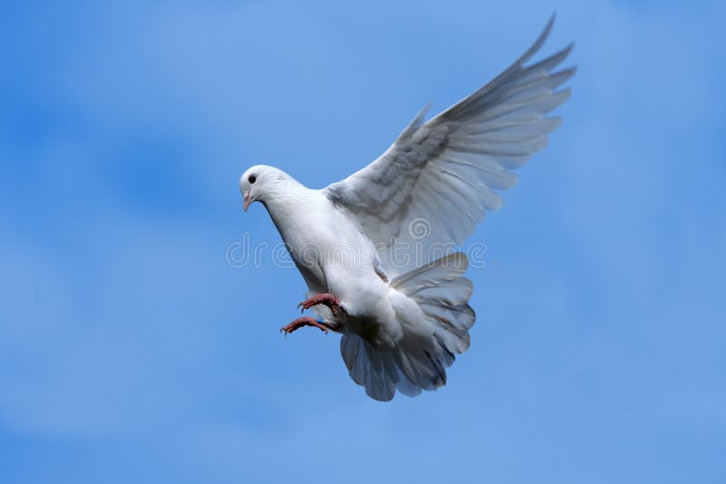 Flying dove stock photo. Image of tail, perfection, spirituality - 7201202
