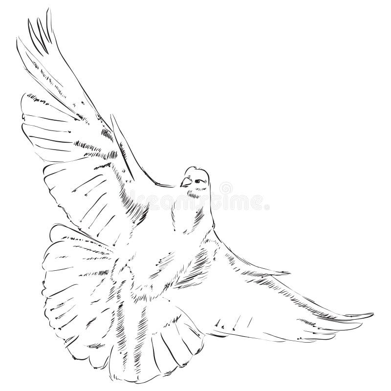 Flying Dove Drawing Amazon.com: Peace Bird White Dove Swing Flying In