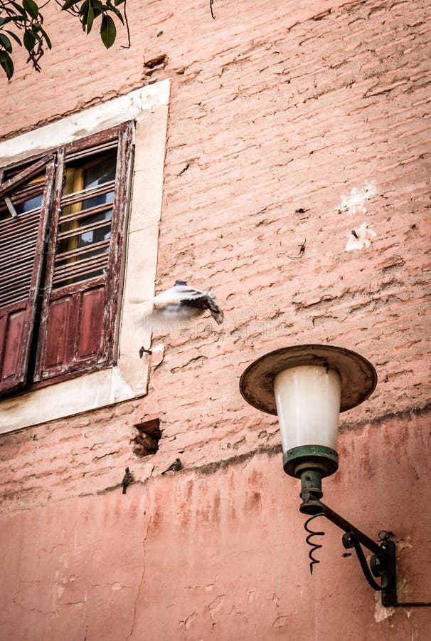 316 Dove Flying Window Stock Photos - Free & Royalty-Free Stock Photos ...