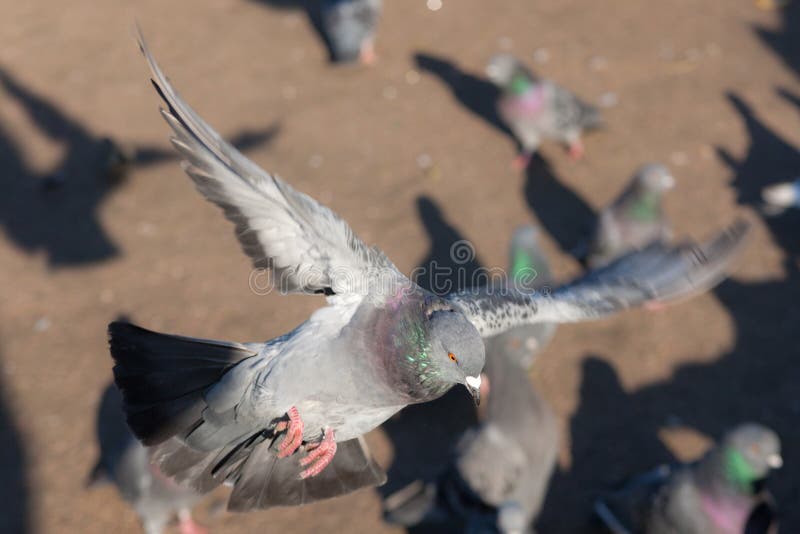 Flying dove stock photo. Image of wing, pigeon, portrait - 59820972