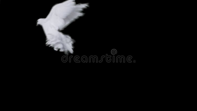 Birds Flying Alpha Stock Footage & Videos - 148 Stock Videos