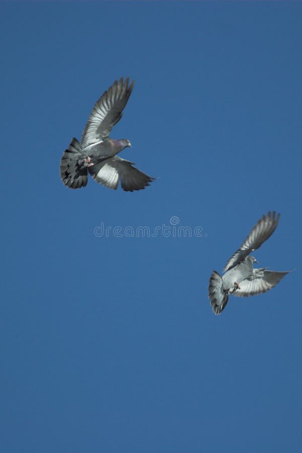 Doves flying stock photo. Image of free, dove, front - 10690468