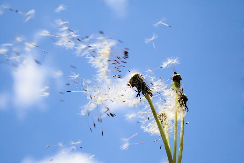 Flying with down wind stock image. Image of herb, sepal - 2931579