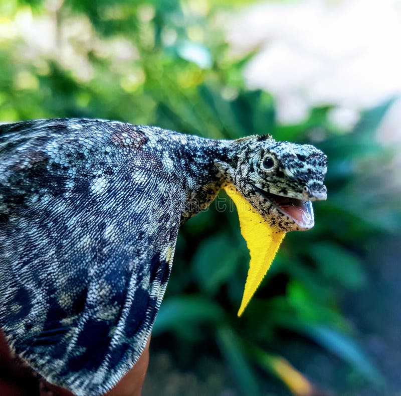 Giant Gliding Lizard