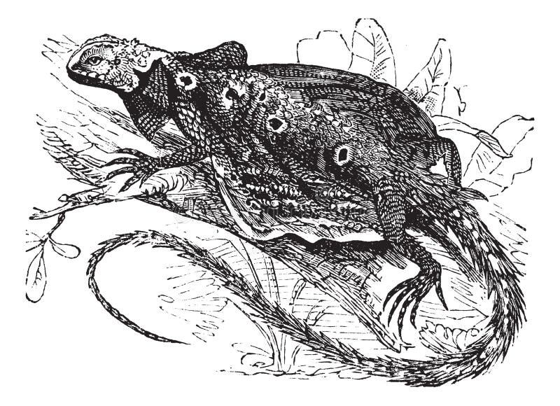 Draco Lizard Stock Illustrations – 66 Draco Lizard Stock Illustrations ...