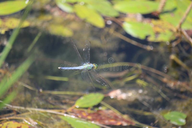 Flying dragonfly stock photo. Image of clear, animal - 57107710