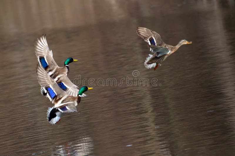 Flying Drake Mallards in Courtship Flight. Ducks Fly Over Water Stock ...