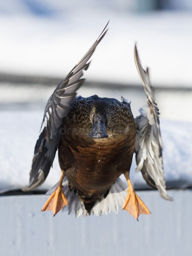 A flying Drake Shoveler stock image. Image of flying - 84710555