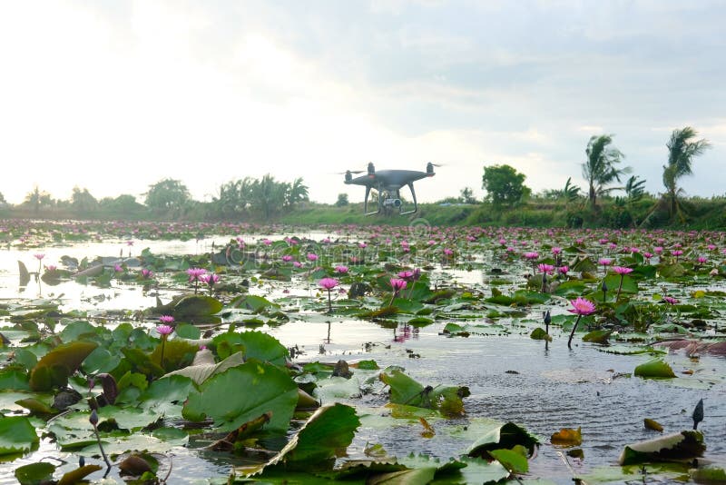 Flying Drone Above Lotus Flower Field Stock Image - Image of farming ...