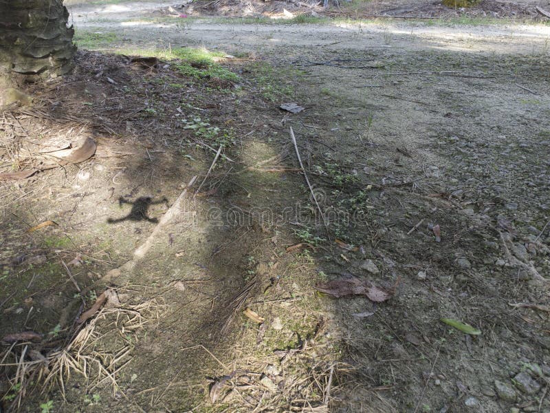 Flying Drone Cast it S Shadow on the Dirt Pathway. Stock Image - Image ...