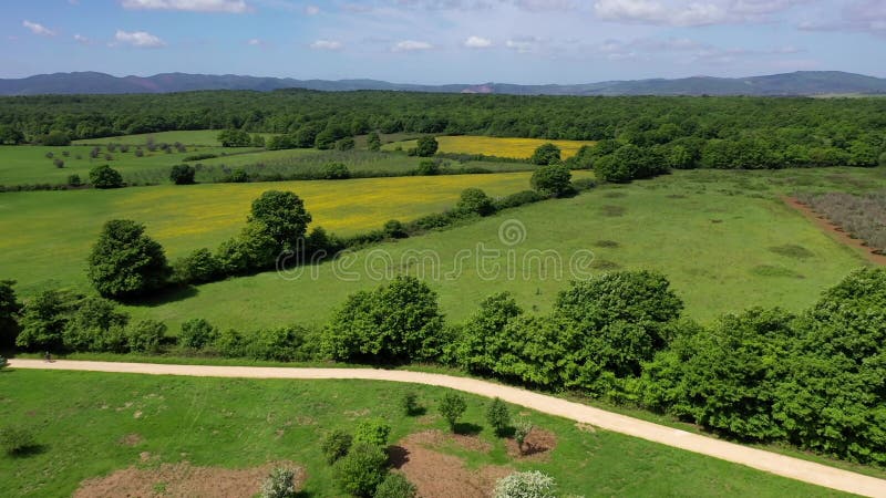 Flying with the Drone on a Green Prairie with Trees and Olive Trees ...