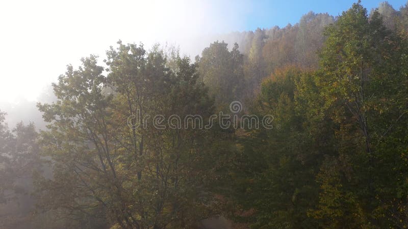 Flying with a Drone in Misty Forest through Trees Aerial View Stock ...