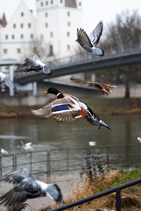 Flying Duck stock photo. Image of diferente, duck, bubbles - 124645678