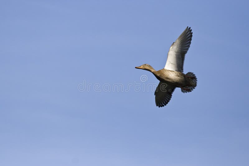 Flying duck stock image. Image of nature, anatidae, duck - 24263391
