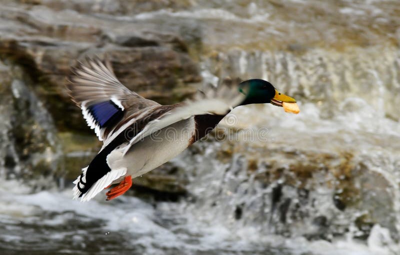 Flying duck stock photo. Image of wing, color, duck, colors - 4433132