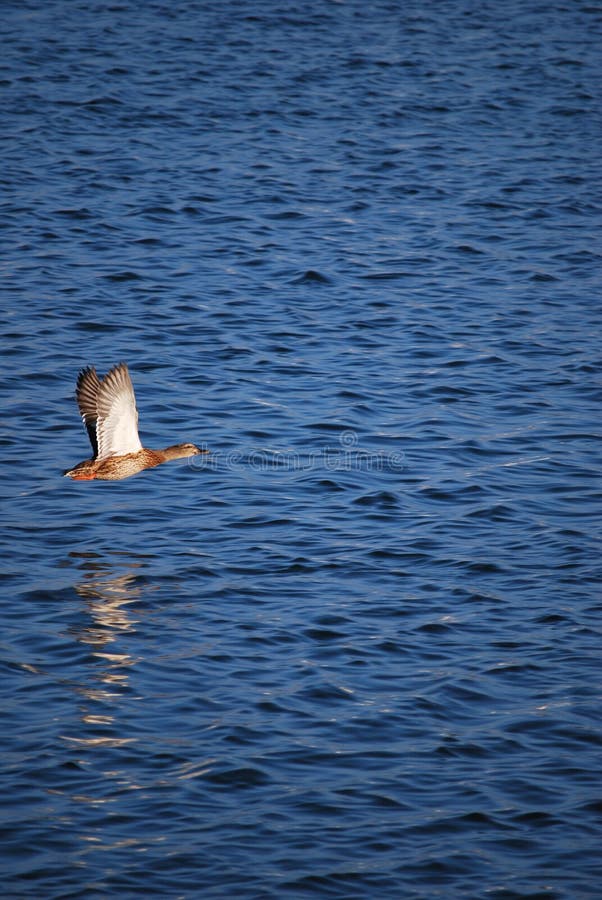 Flying duck stock image. Image of water, nature, wildlife - 34809243