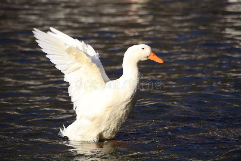 Flying duck above water stock photo. Image of beijing - 13404250