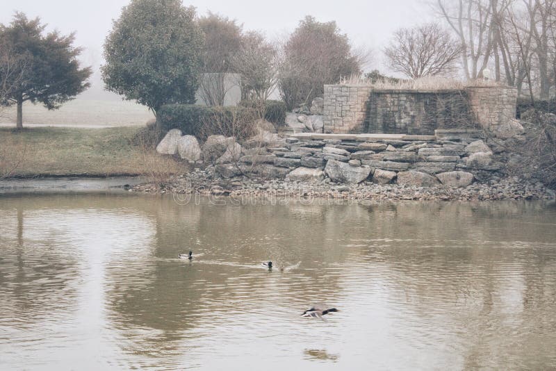 Duck in action stock image. Image of profile, duck, season - 134919853