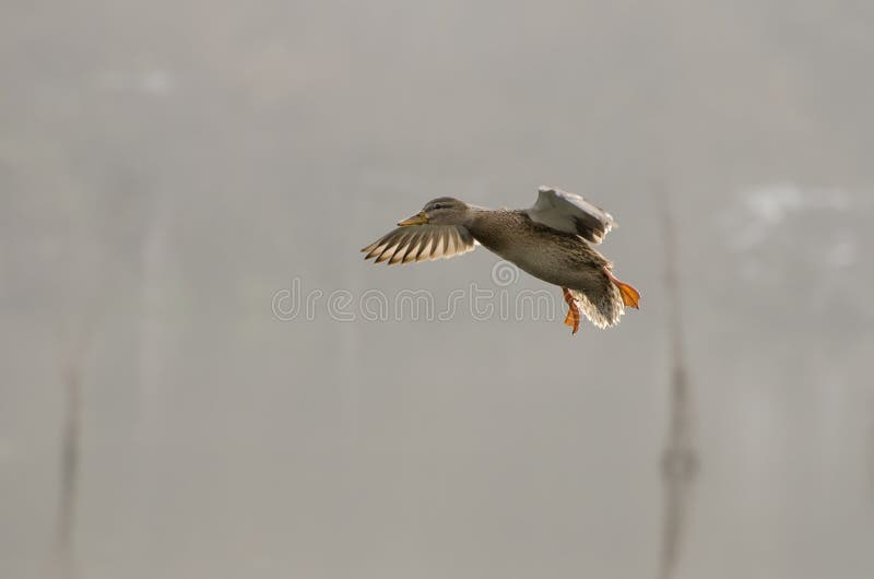 Flying duck stock photo. Image of wings, wetland, wildlife - 41172246