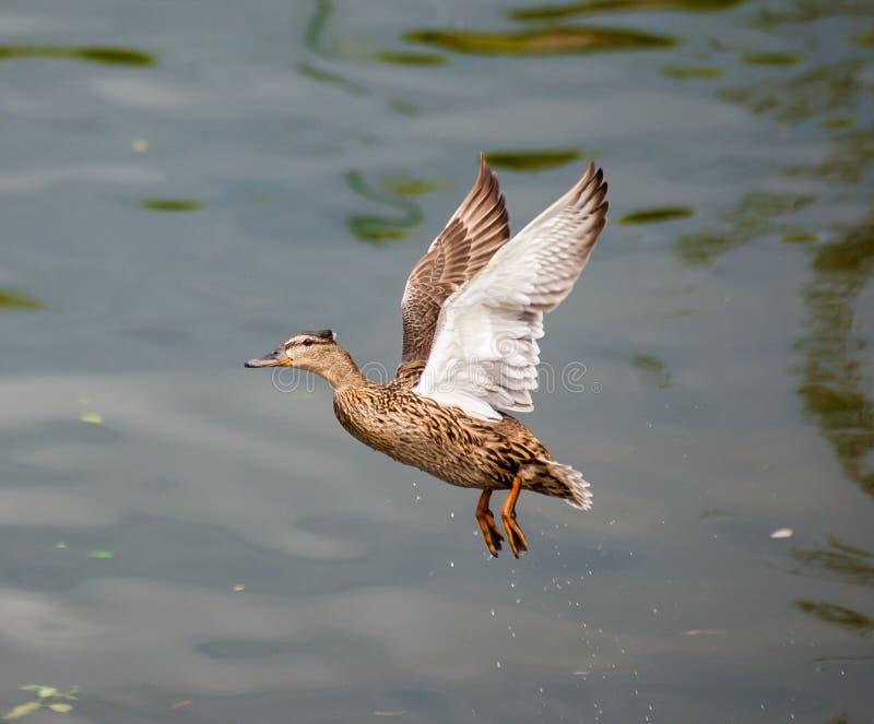 Flying duck stock photo. Image of water, away, form, brown - 40708546