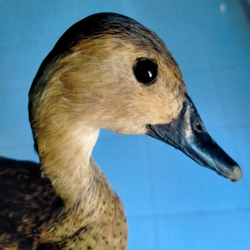 Flying duck stock image. Image of duck, flying, java - 378488637