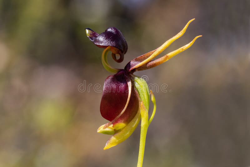 Flying Duck Orchid stock photo. Image of flower, duck - 234300386