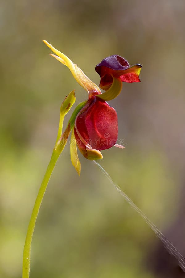 Flying Duck Orchid stock image. Image of flying, spring - 231961121