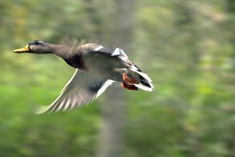 A flying duck over river stock image. Image of water - 257115677