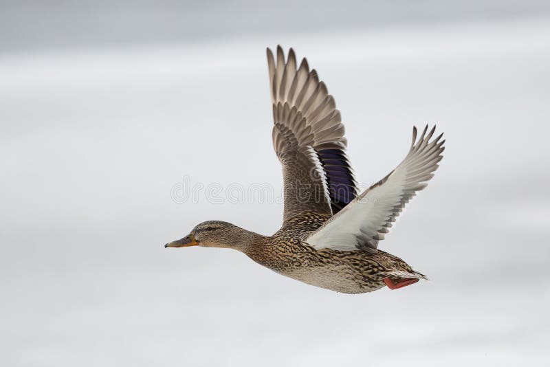 Flying duck stock image. Image of wild, animal, duck - 39710517